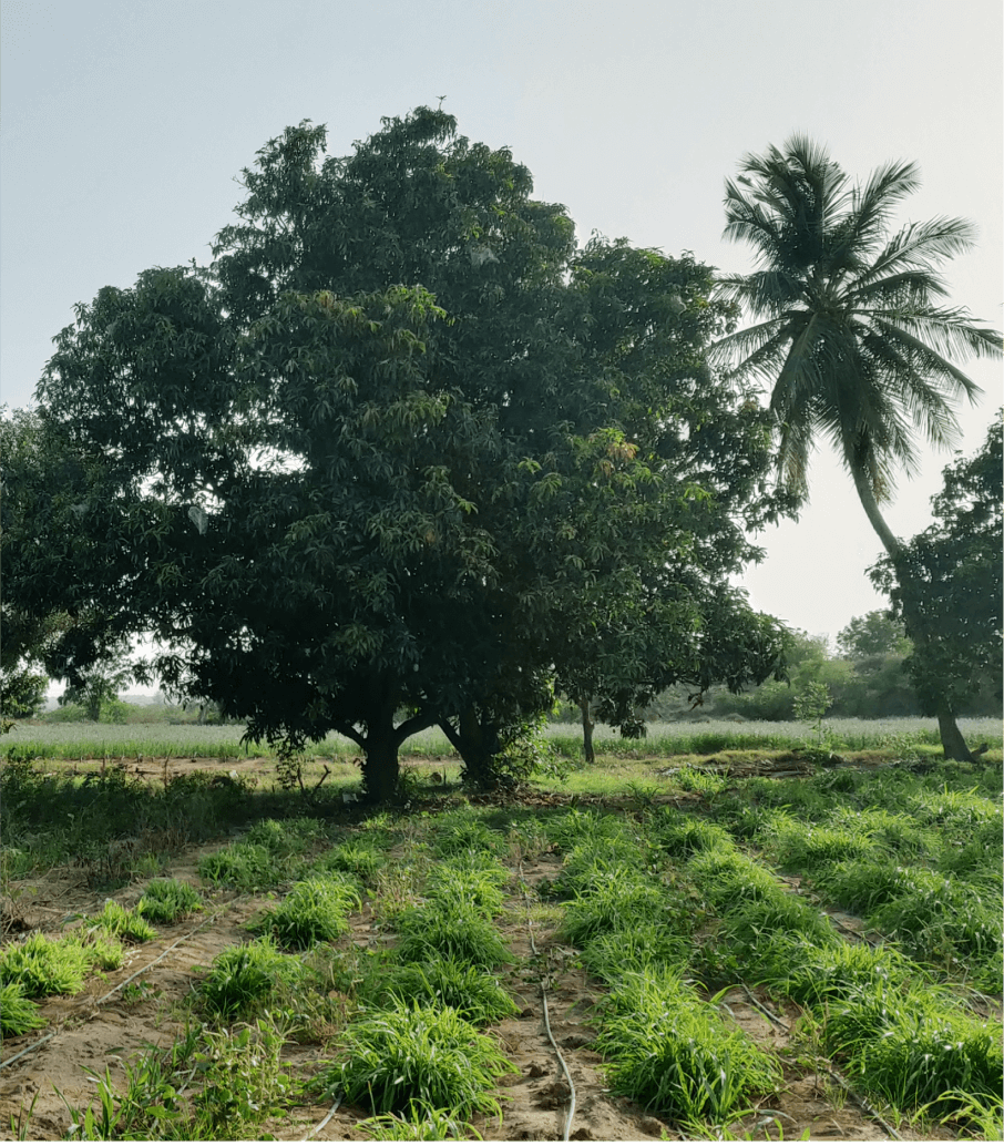 Krishna farm